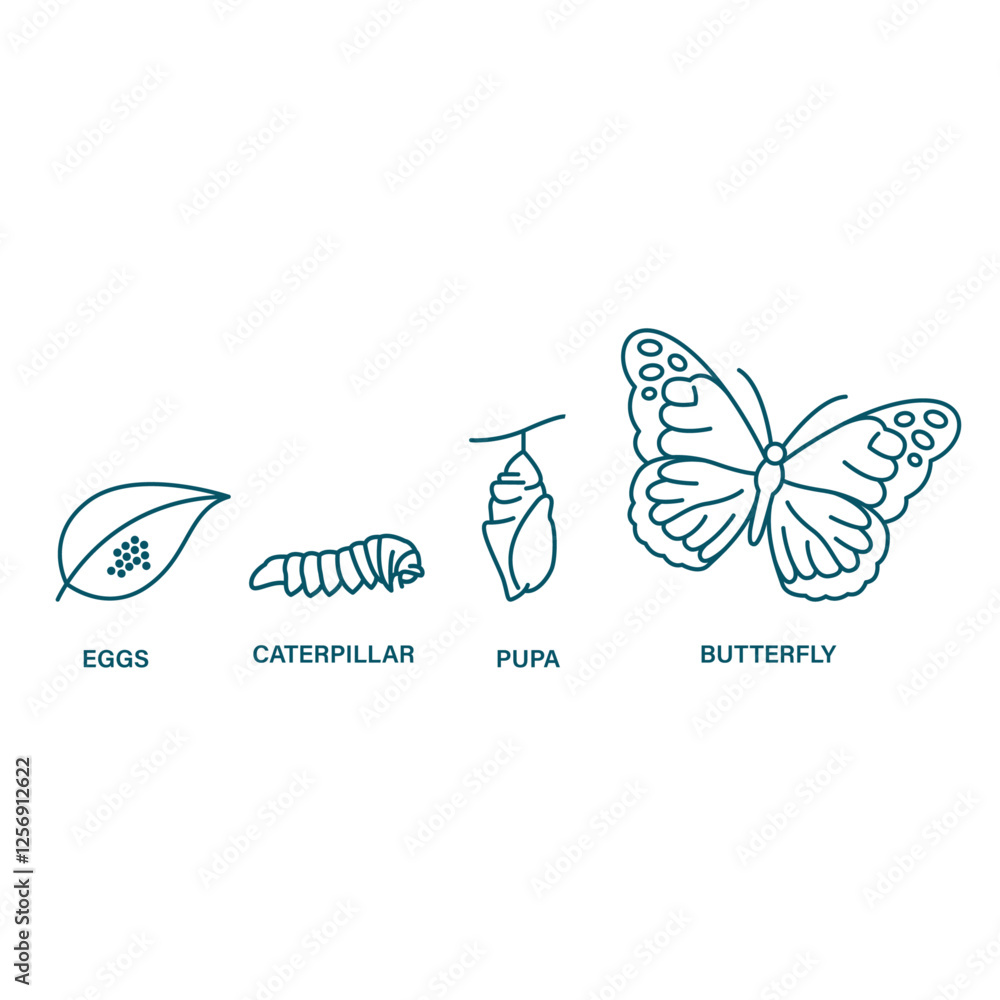 butterfly life cycle vector illustration clipart Stock Vector | Adobe Stock