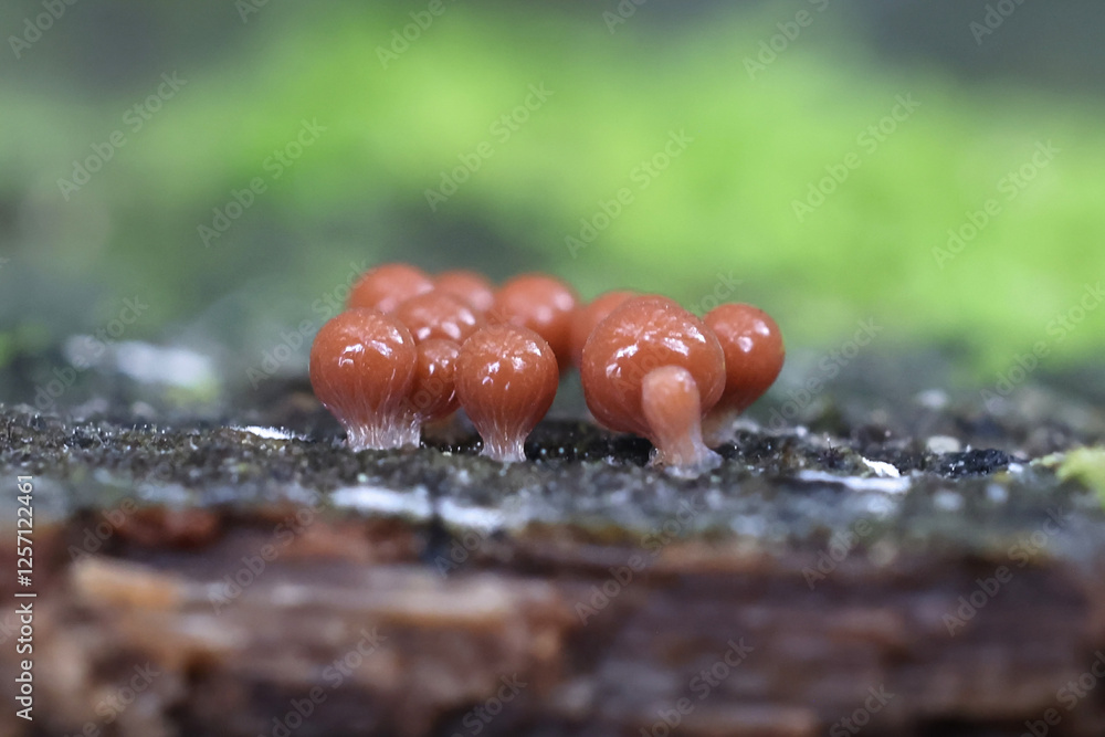 Trichia crateriformis, also known as Trichia decipiens var. olivacea ...