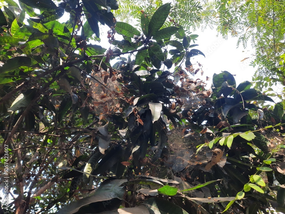 Spider web on mango tree. The spiders build large, circular webs that ...