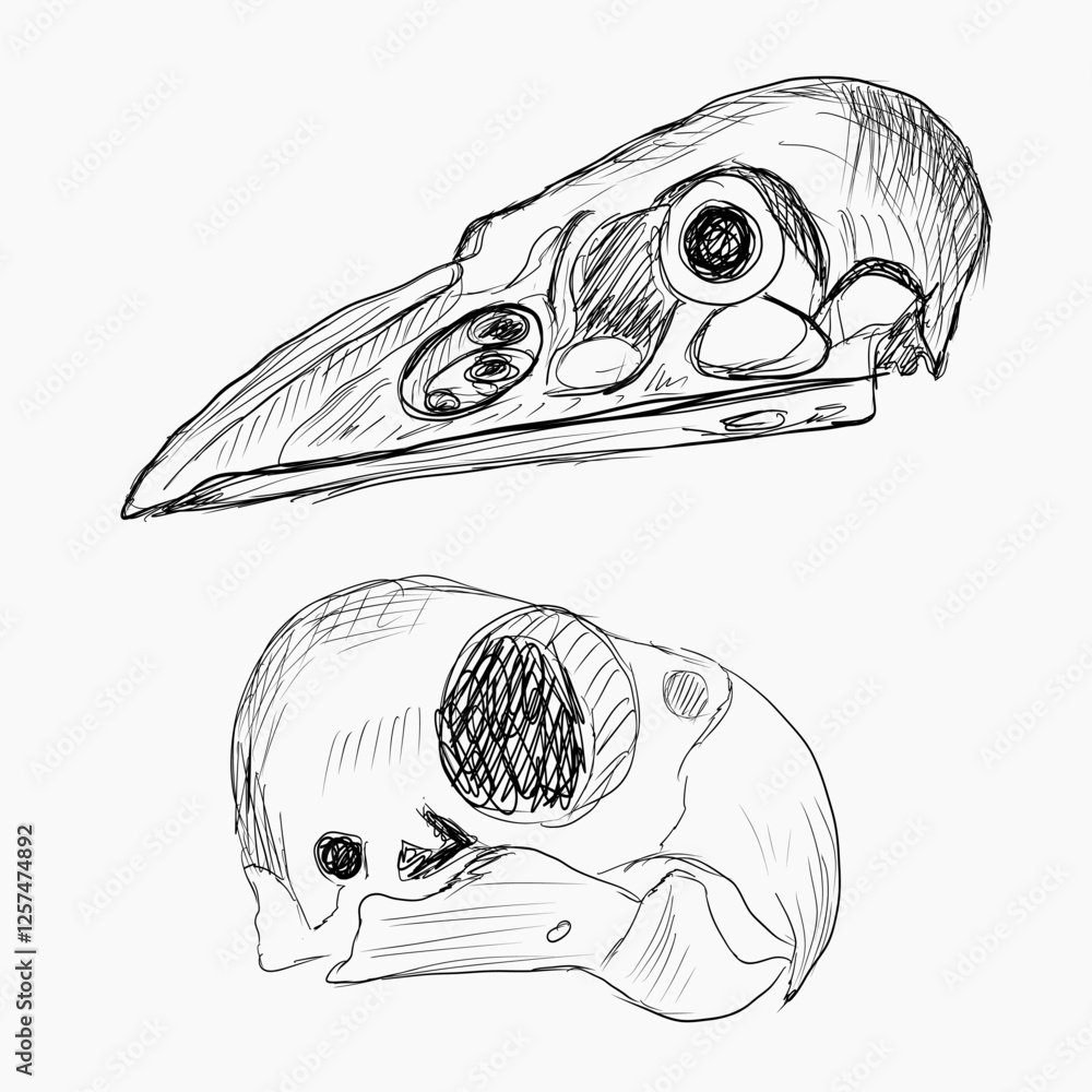 set skelets of birds, skull. Black and white vintage etched art. Ink ...