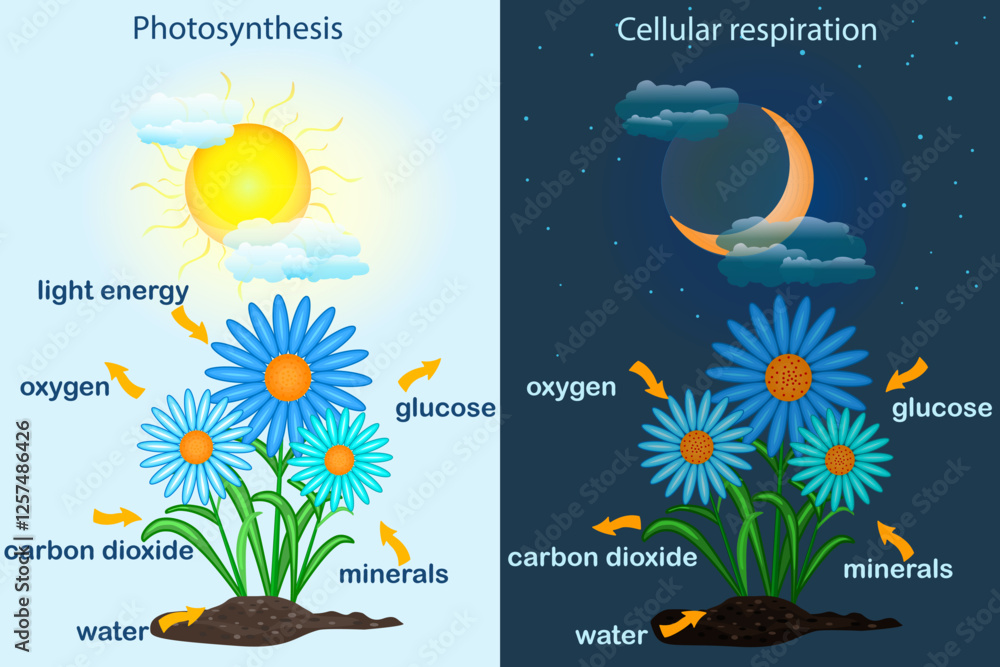 Diagram of plant photosynthesis. Photosynthesis explanation science ...