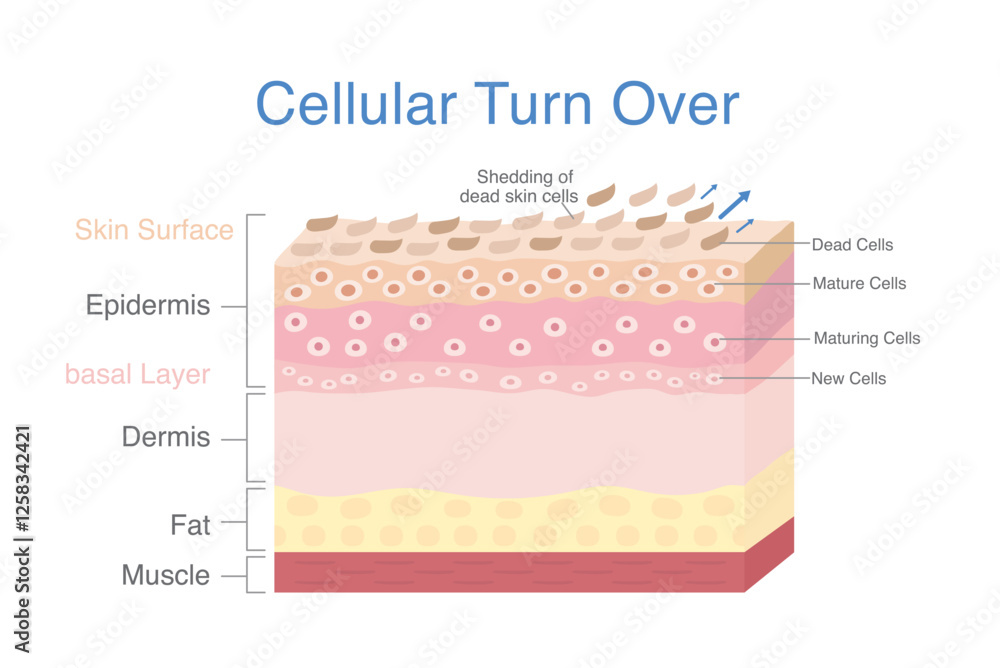 Vector de Stock Cellular turn over diagram. 3D skin layer showing start ...