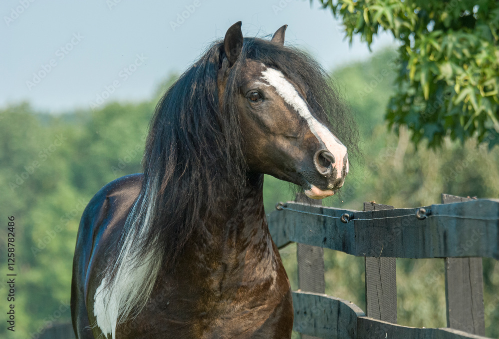 Adult male Gypsy Vanner Horse stallion portrait Stock Photo | Adobe Stock