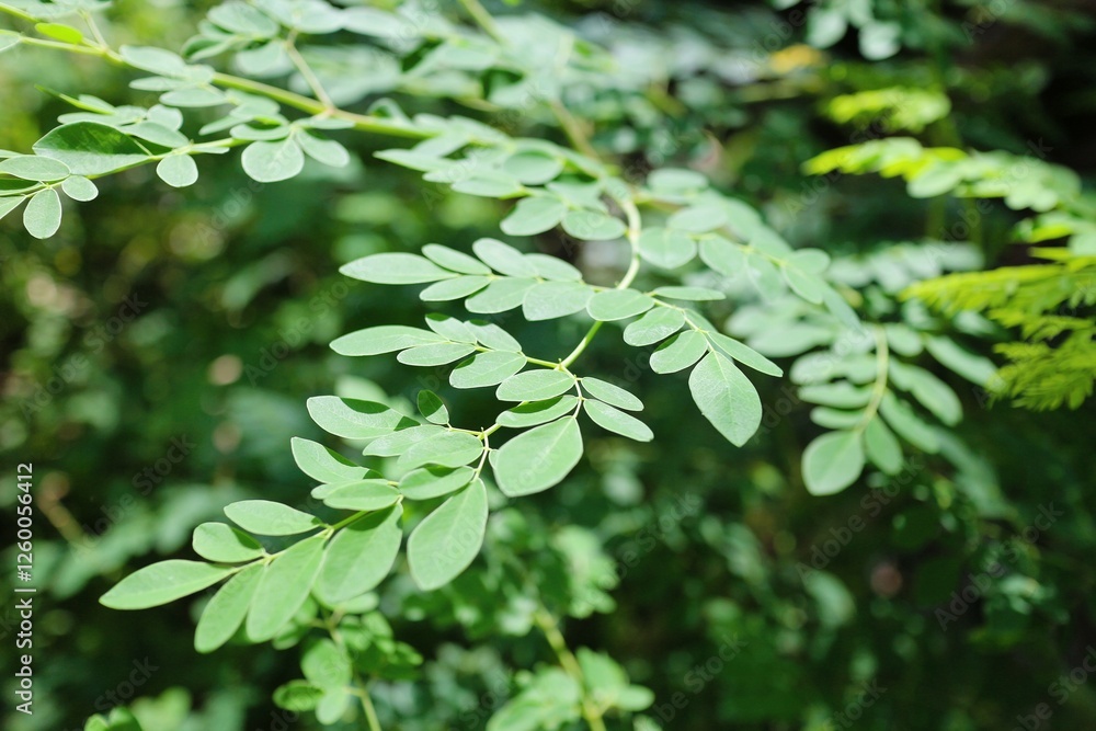 Fresh moringa oleifera folium plant, rich in antioxidant and often ...