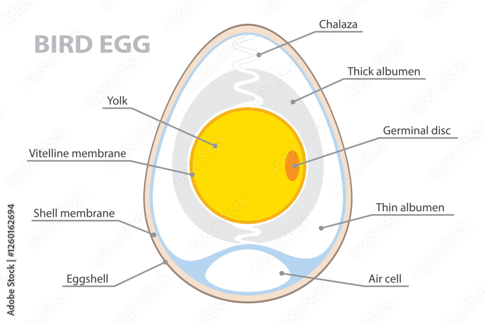 Anatomy of a birds egg. Labeled egg structure. Biological diagram with ...