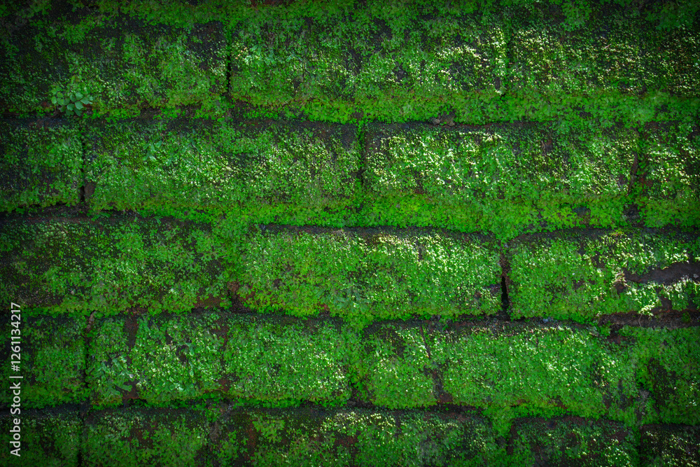 Weathered old terracotta brick wall with green moss and grunge cement ...