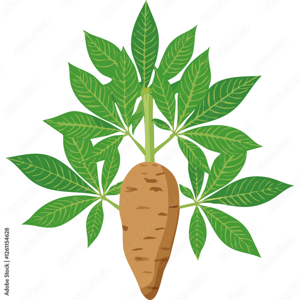Tapioca root with leaves vector color illustration in line art style ...