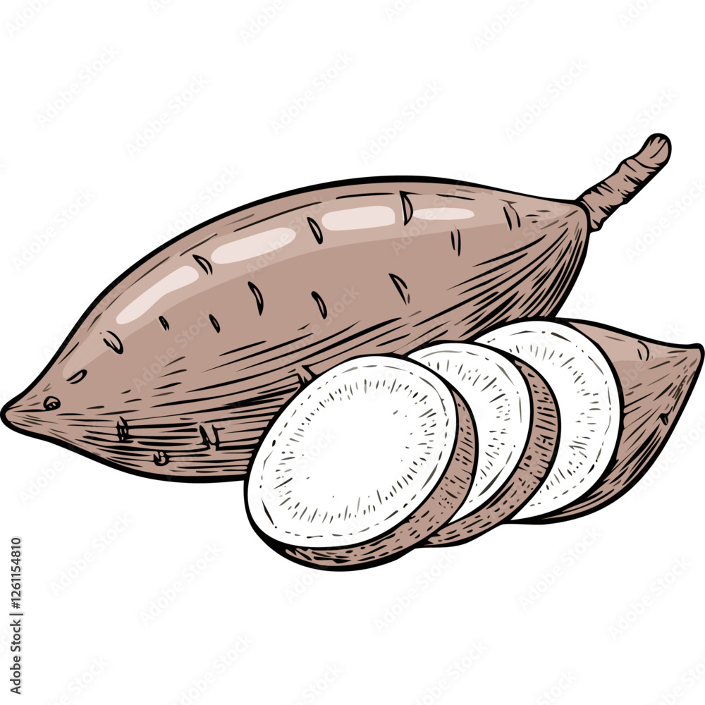 Tapioca root vector color illustration in line art style. Sketch ...