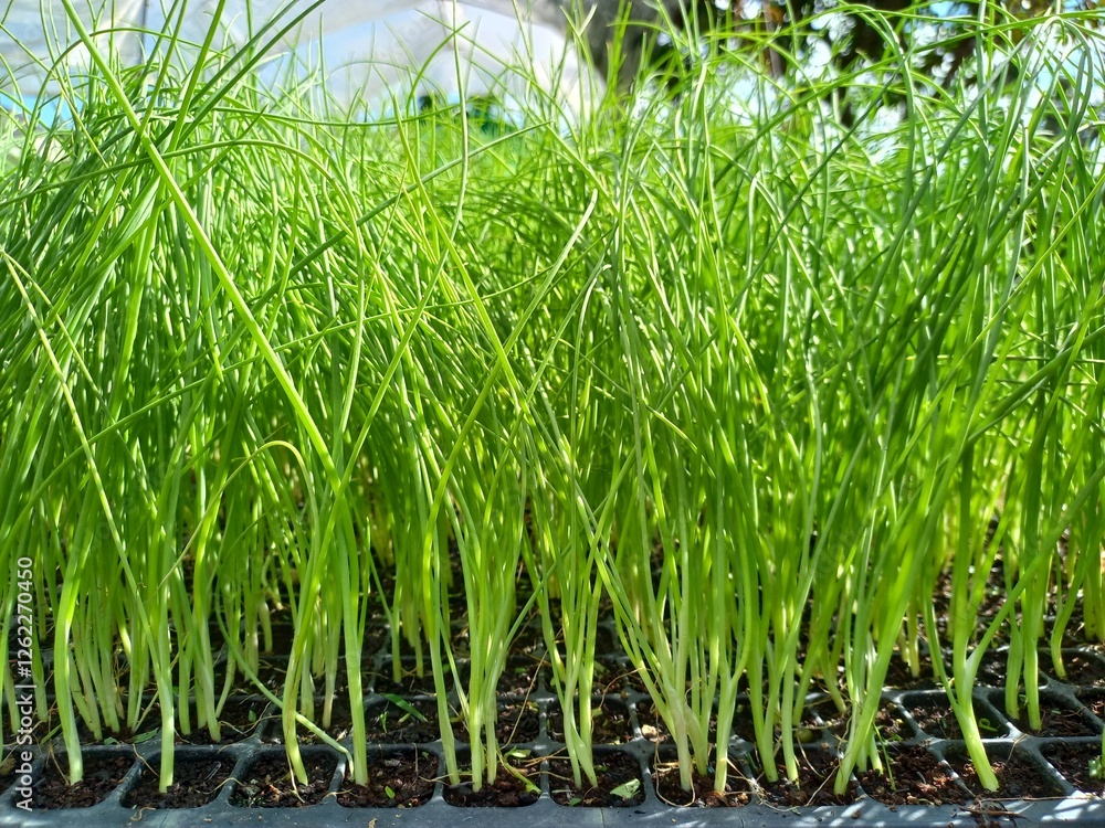 Vegetables are edible plants or plant parts that are consumed as food ...