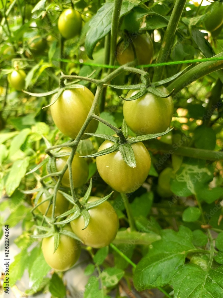 Vegetables are edible plants or plant parts that are consumed as food ...