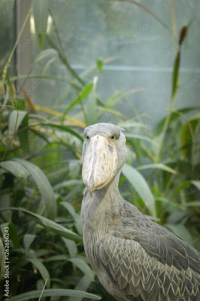 Shoebill is standing its indoor enclosure in the zoo. He stand like ...