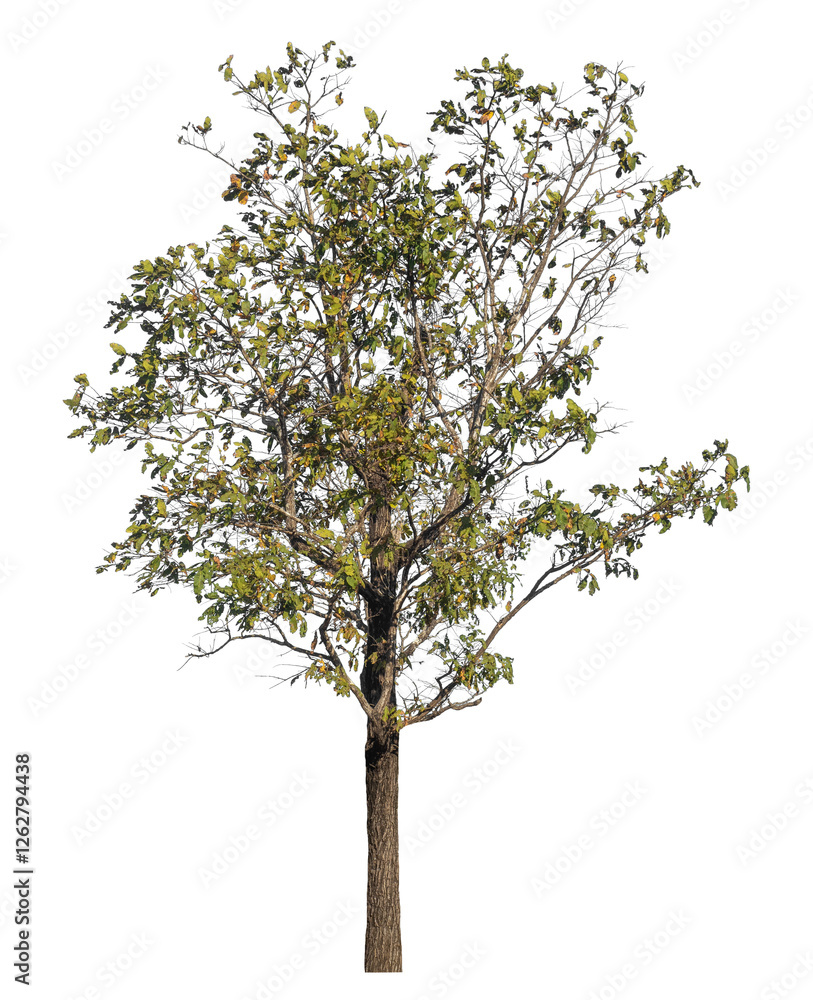 Single tree isolated on transparent background with clipping path and ...