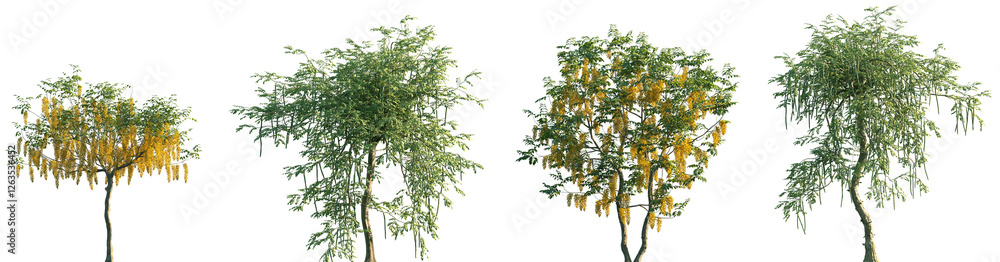 Set of Cassia fistula and Moringa oleifera frontal street trees isolated png on a transparent ...