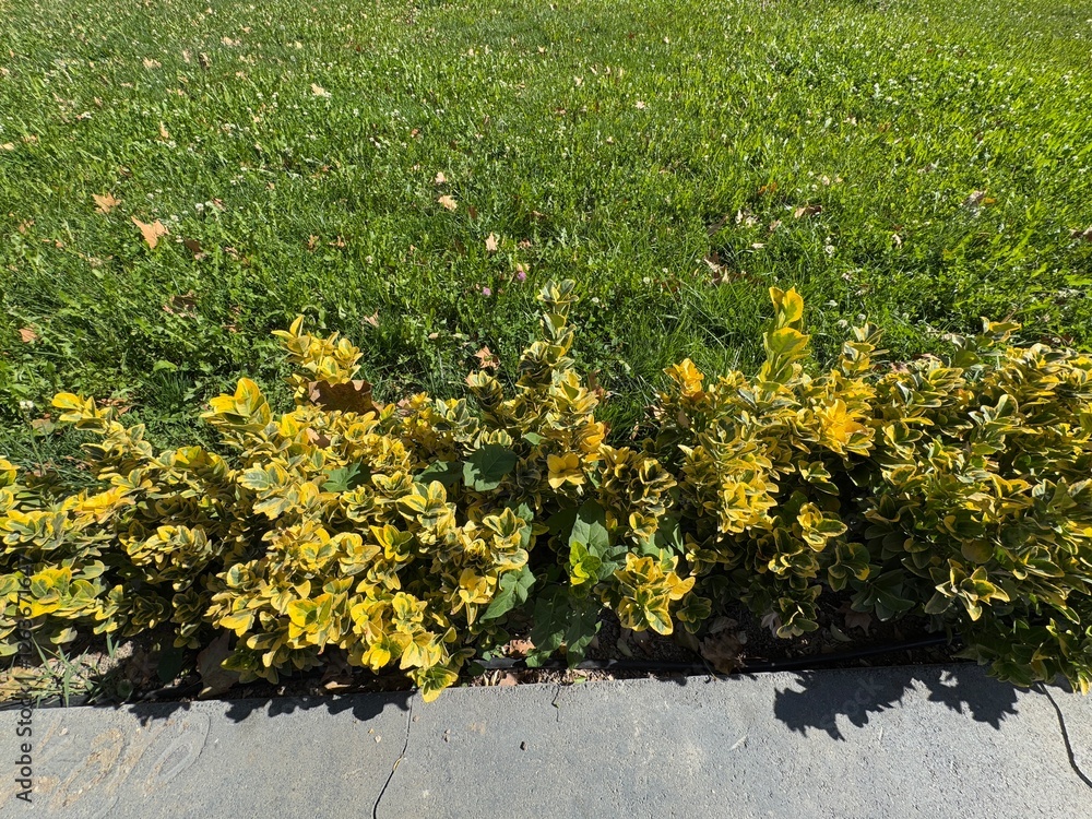 Foto de Stock Gold Taflan (Euonymus Japonica Aurea) texture ...