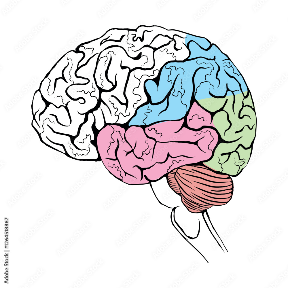 Sketch of the brain in profile, with color-coded sections. Medical ...