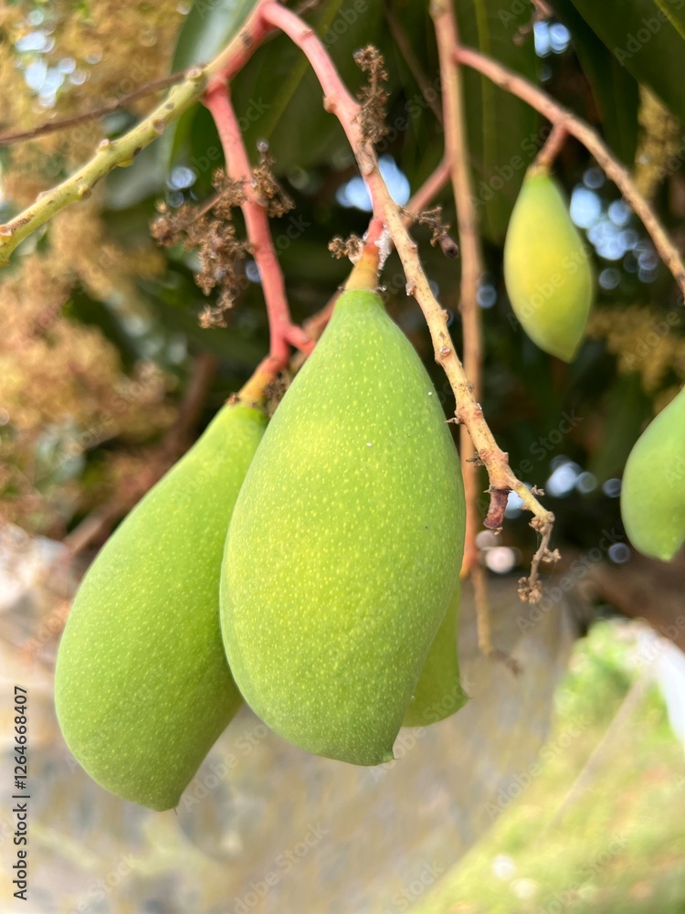 Raw and unripe green mangoes hanging on the mango tree.Mango tree in ...