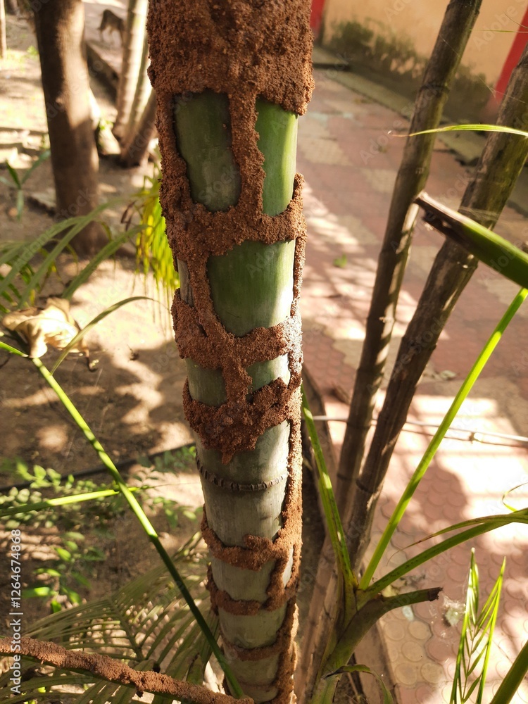 Termite nest in the trunk of Areca palm. These termites will slowly eat ...