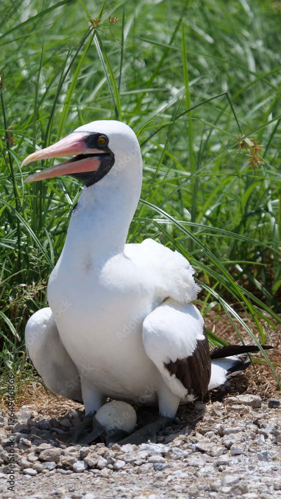 Vertical image of A nazca booby bird, Sula granti, sitting on an egg, hatching, in it's natural ...