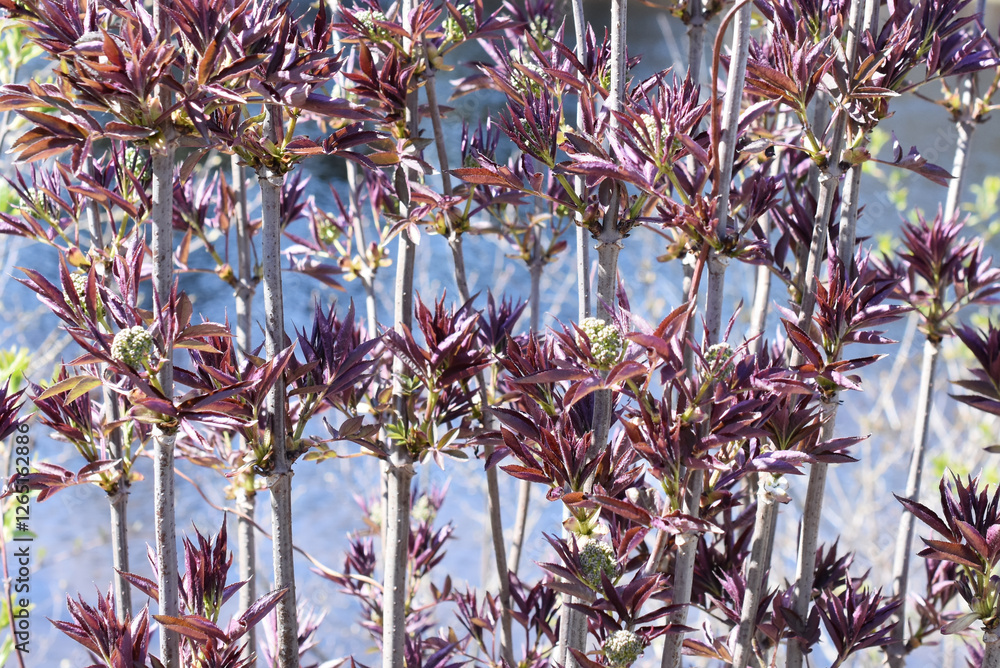 Branches from red-berried elder tree Sambucus racemosa sprouting new ...