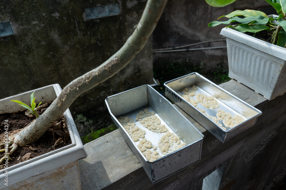 Leftover rice is dried in the sun on a bamboo tray, in Indonesia it is ...