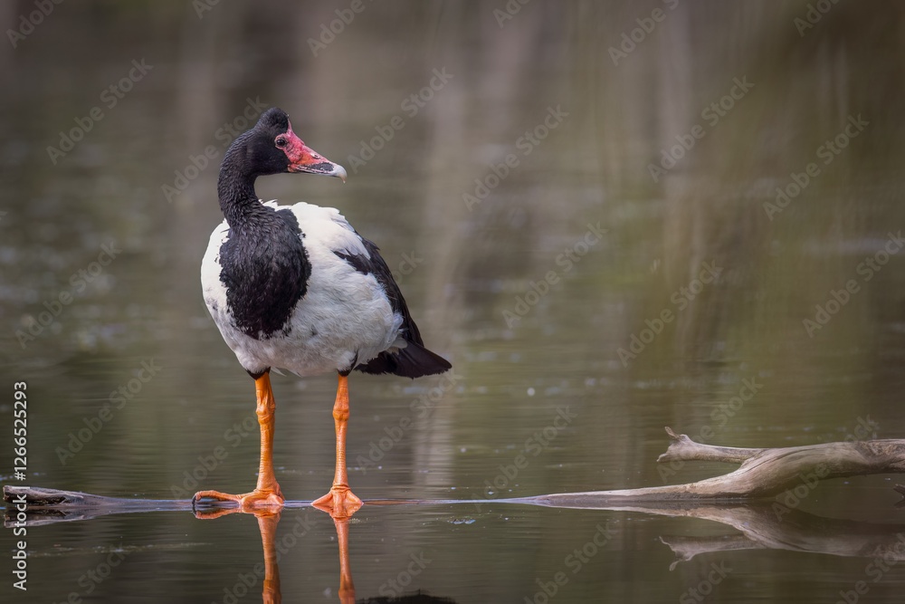 A magpie goose standing on a submerged branch and displaying its red ...