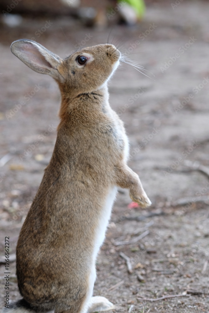 Curious Bunny on Hind Legs: A cute brown rabbit stands tall on its hind ...