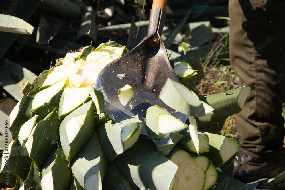 Jima is the process of pruning the agave by cutting its leaves and ...