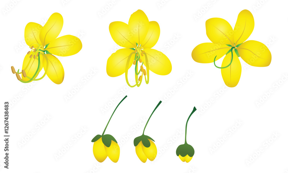 Cassia Fistula Flower and Buds Vector Illustration, Golden Shower ...