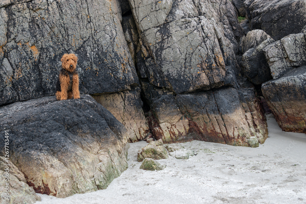 Dog Posing Against a Rugged Rocky Beachscape - cute Airedale Terrier in ...