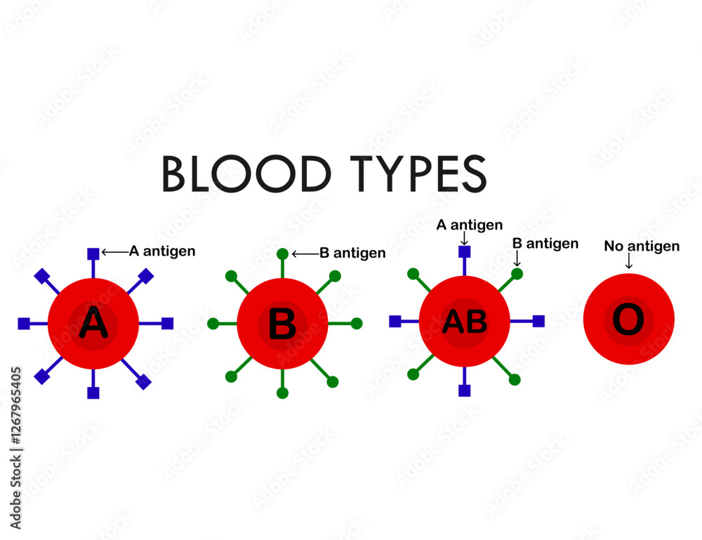 ABO blood group types.Red blood cell.A, B, AB and O chart.Type A and ...
