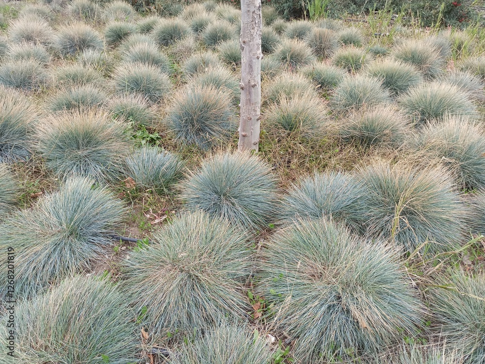 Festuca glauca blue oat grass garden decoration. Blue Fescue spiky ...