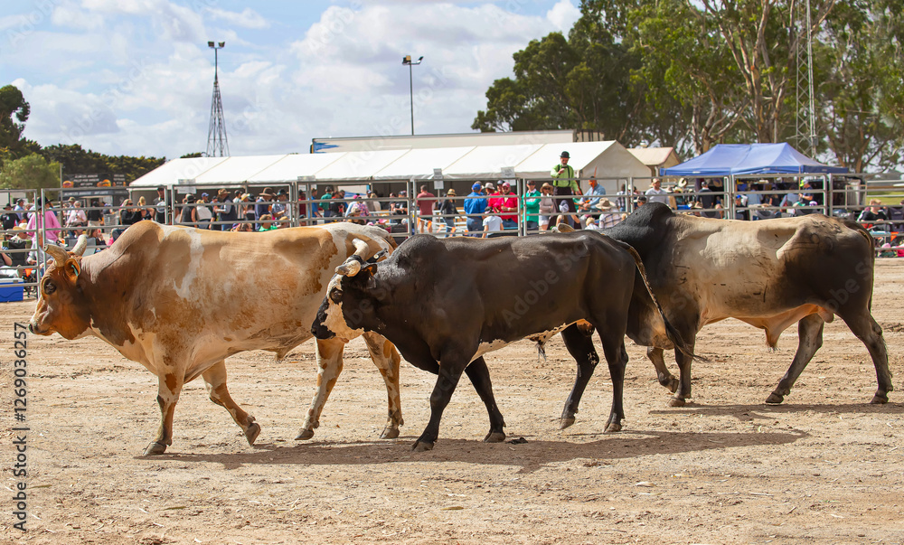 Rodeo Bull Ride in South Australia, the event showcases some of the ...
