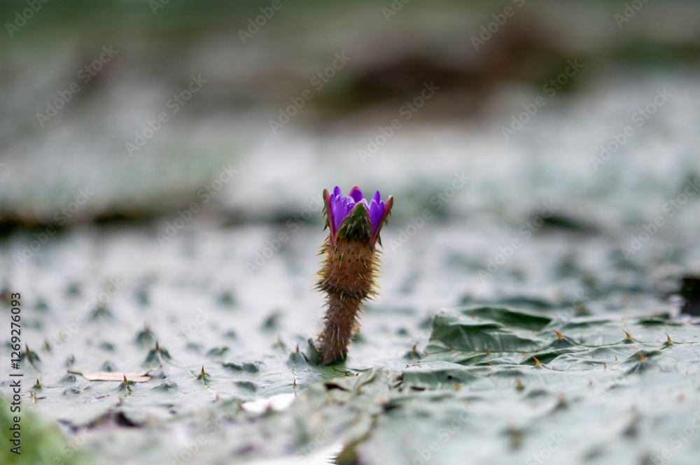 Stock-Foto „Makhana (Fox Nut) Farming Process – Traditional Cultivation ...