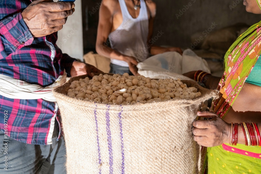 Makhana (Fox Nut) Farming Process – Traditional Cultivation, Harvesting ...