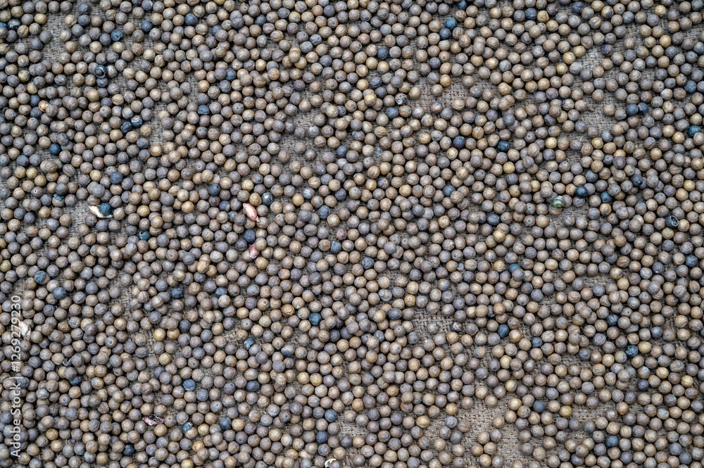 Makhana (Fox Nut) Farming Process – Traditional Cultivation, Harvesting ...
