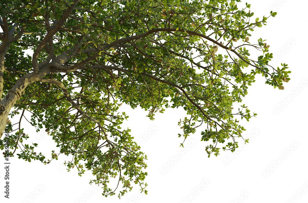 Terminalia Catappa tree corner 4k png cutout transparent background ...