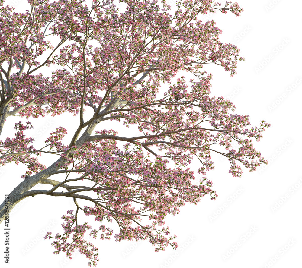 Cornus florida tree corner 4k png cutout transparent background Stock ...