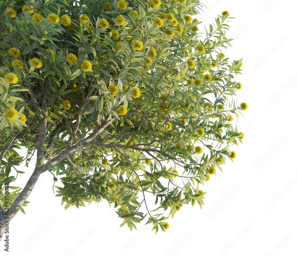 Xanthostemon chrysanthus tree corner 4k png cutout transparent ...
