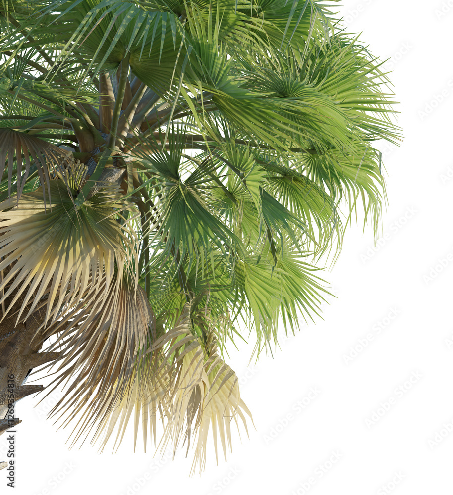 Washingtonia filifera tree corner 4k png cutout transparent background ...