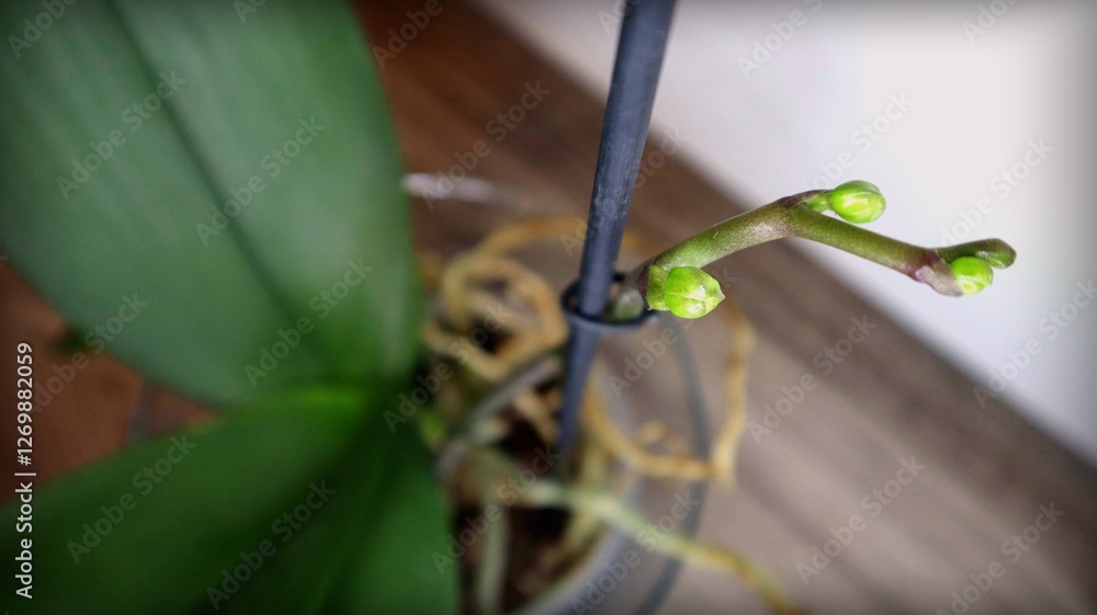 Orchid Buds Growing on a Flowering Stem. Close-up of an orchid plant ...