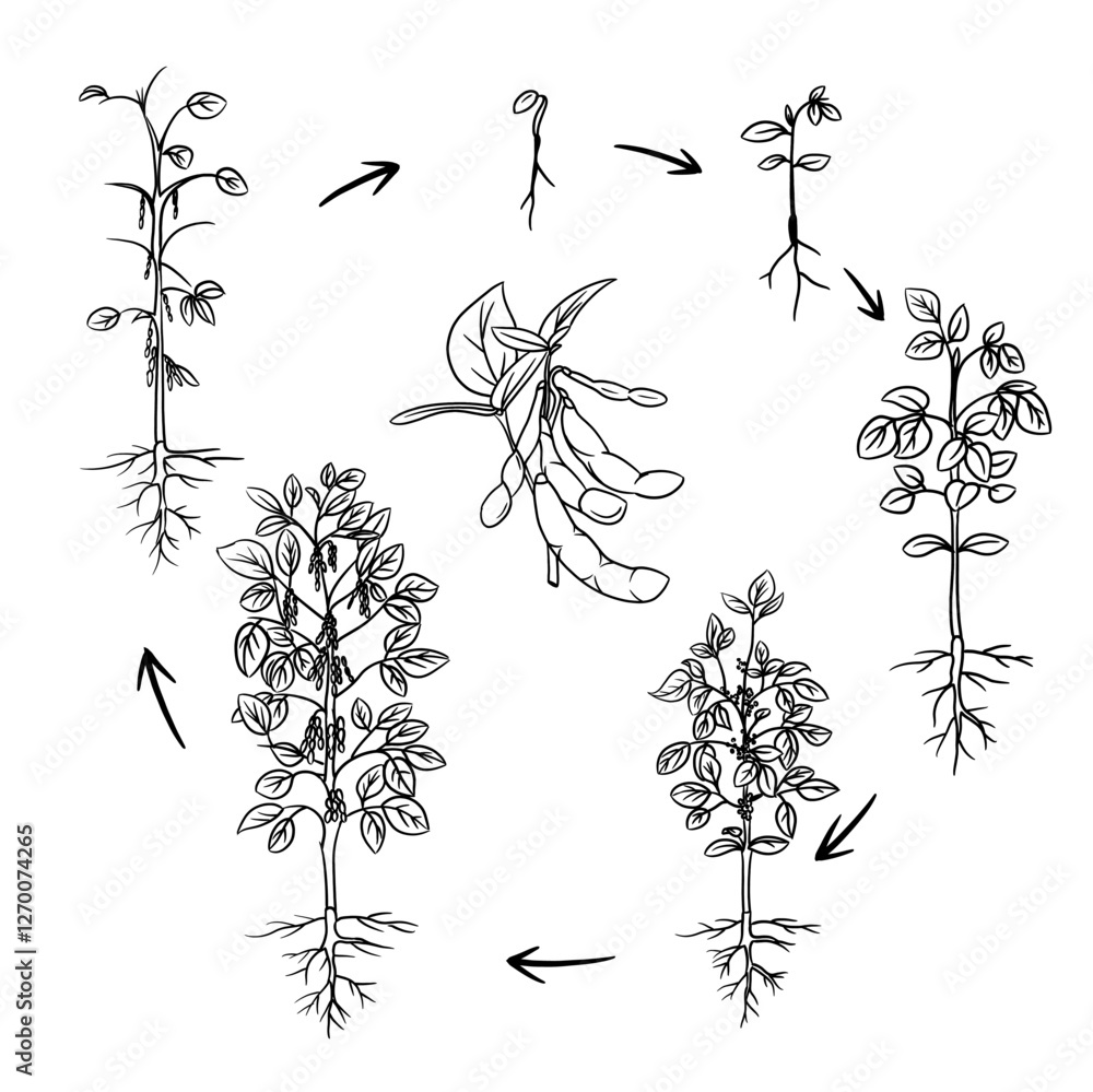 Hand drawn vector sketch illustration Line art, Life cycle of Soybean ...