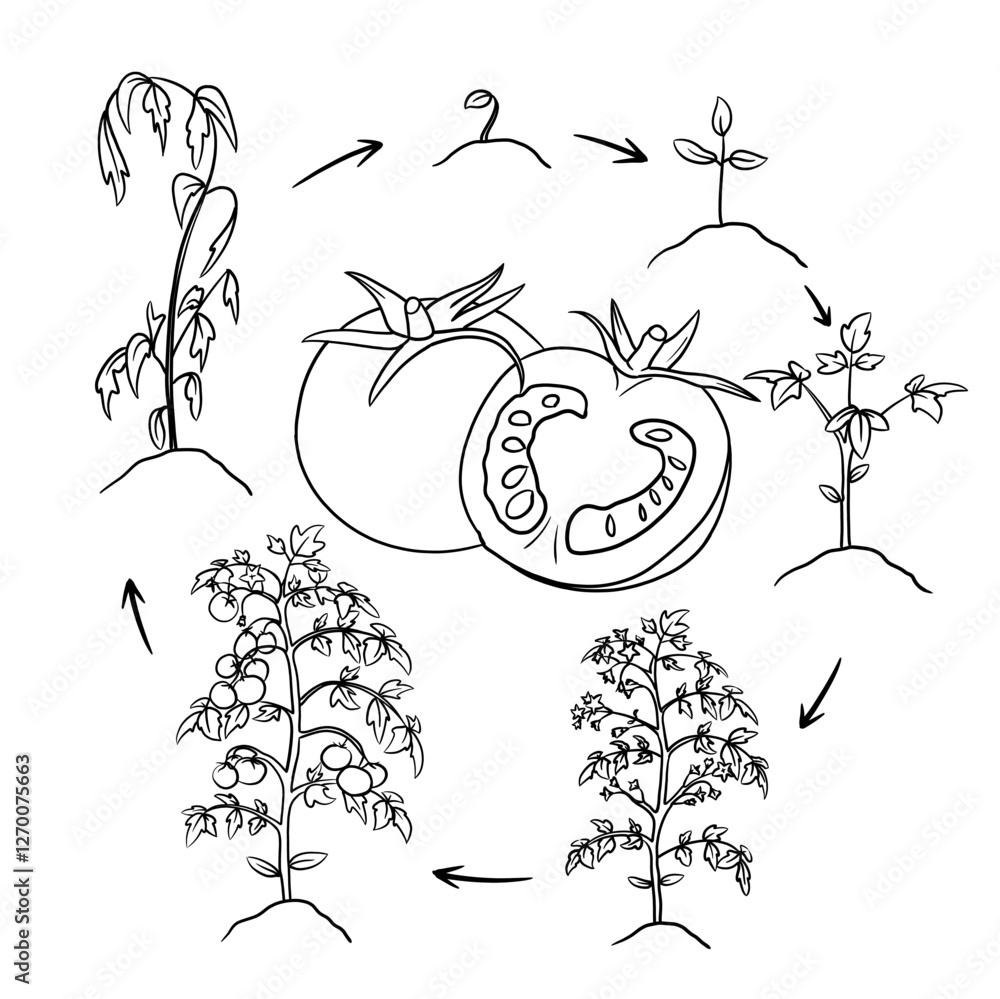 Hand drawn vector sketch illustration Line art, Life cycle of Tomato ...