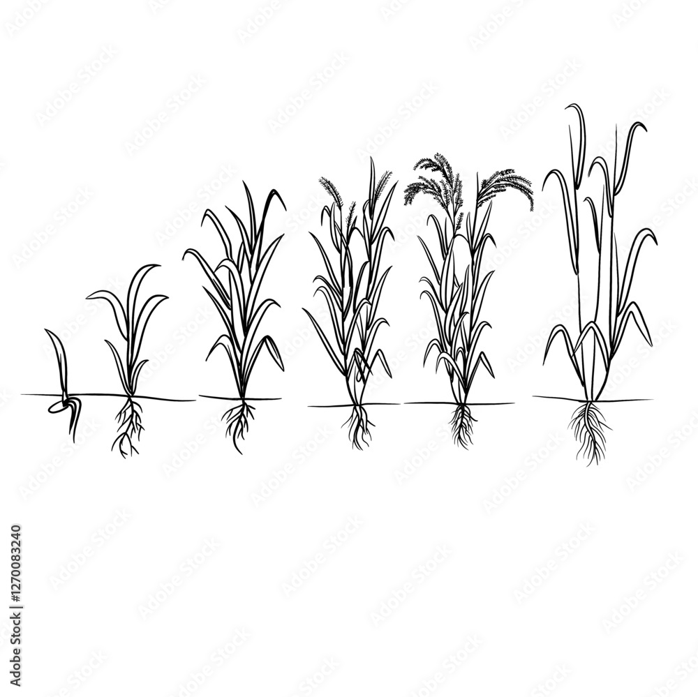 Hand drawn vector sketch illustration Line art, Life cycle of rice or ...