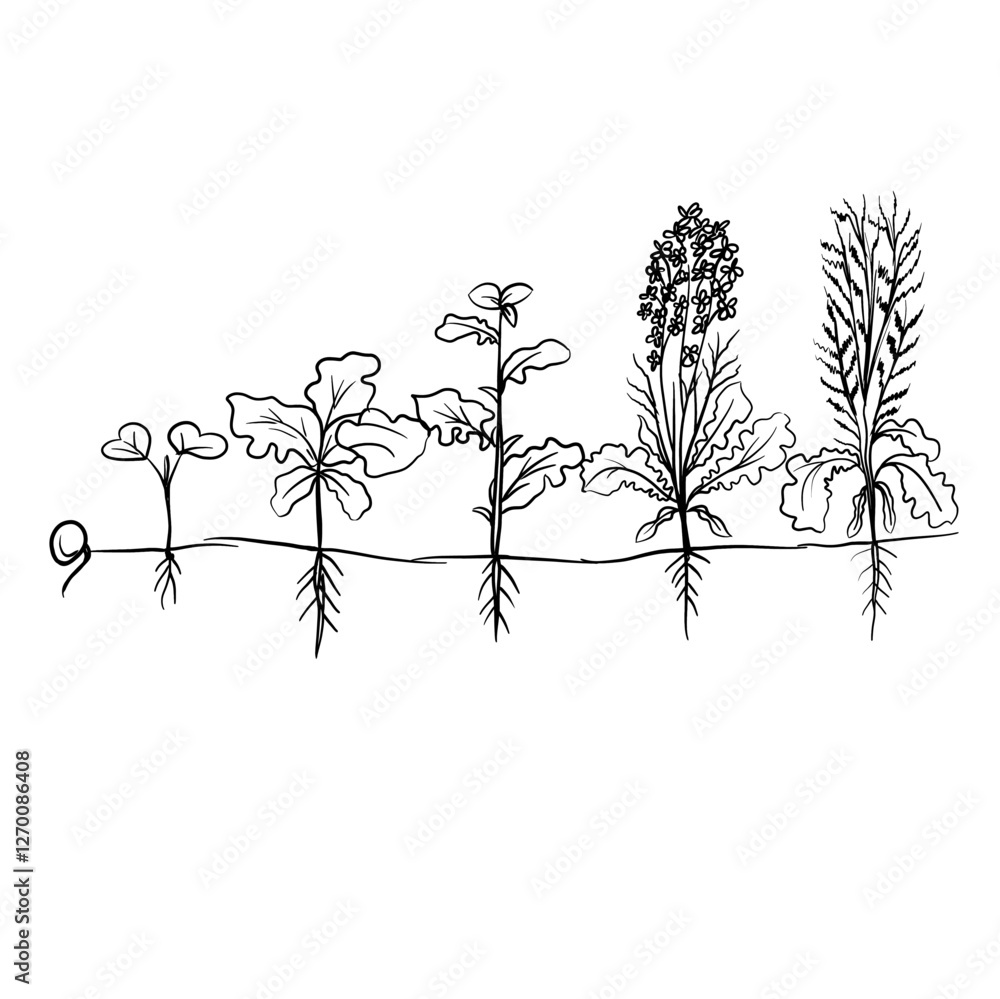 Hand drawn vector sketch illustration Line art, Growth stage of canola ...