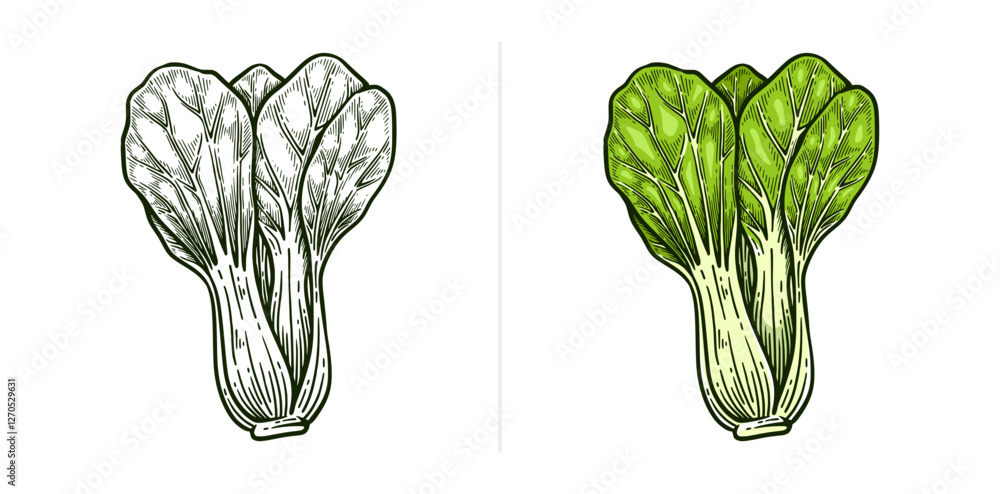 Hand Drawn Pak Choi or Bok Choy, Line Art Engraving Style Vector ...