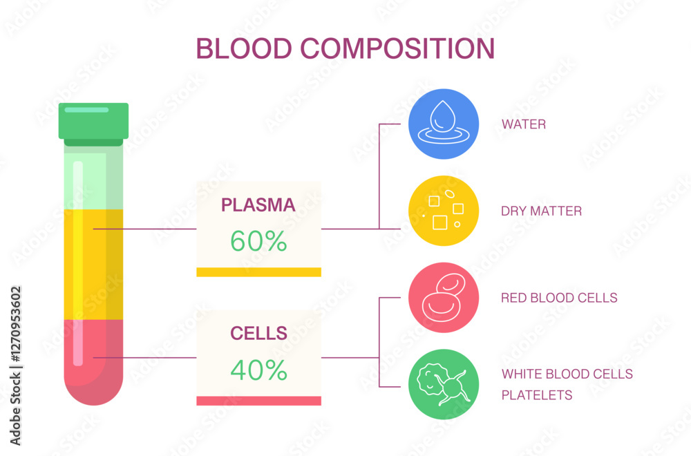 Blood Composition Chart. Infographic of Blood Composition in Test Tube ...