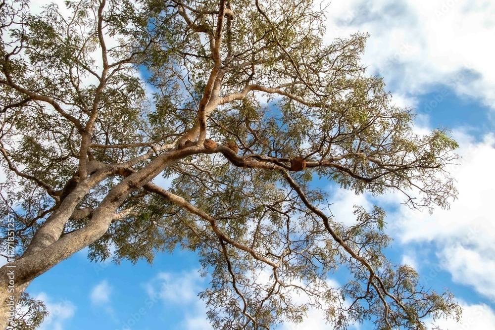 Typical tree of the Brazilian cerrado biome in an idyllic setting Stock ...