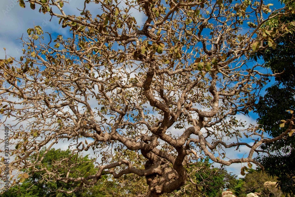 Typical tree of the Brazilian cerrado biome in an idyllic setting Stock ...