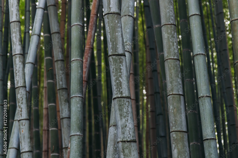 Arashiyama bamboo forest path grove, Sagano Bamboo Forest, Kyoto city ...