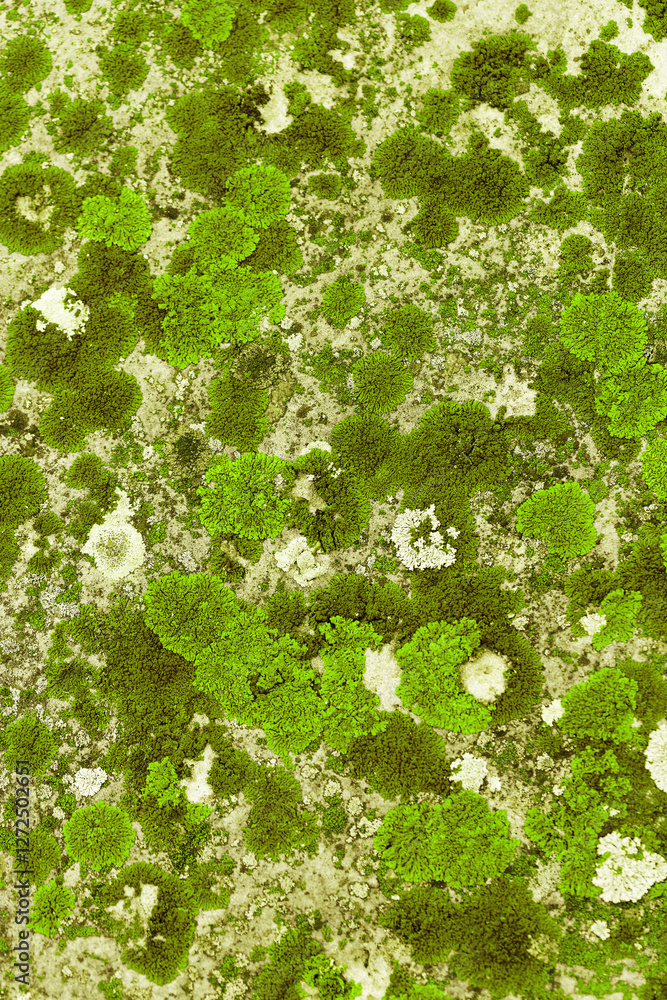 Lichens and mosses in various shapes, forms and textures on surface of ...